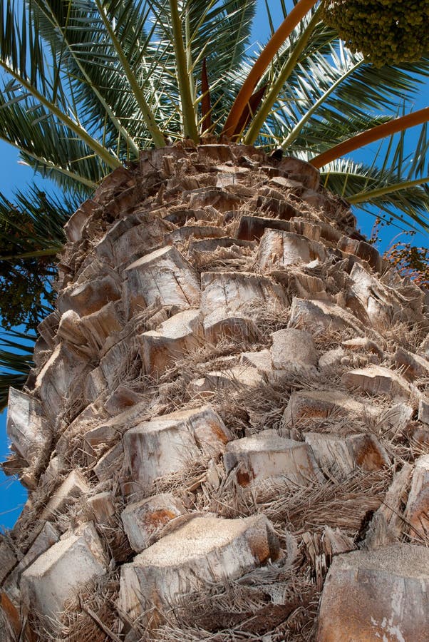 Trunk of a palm tree stock image. Image of green, palm - 44500423