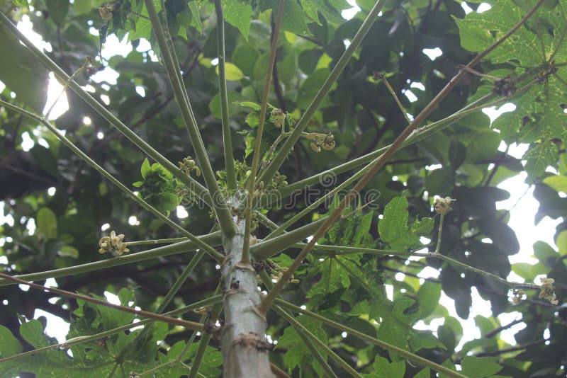 Papaya Tree Trunk Seen from Below Stock Image - Image of papaya, farm ...