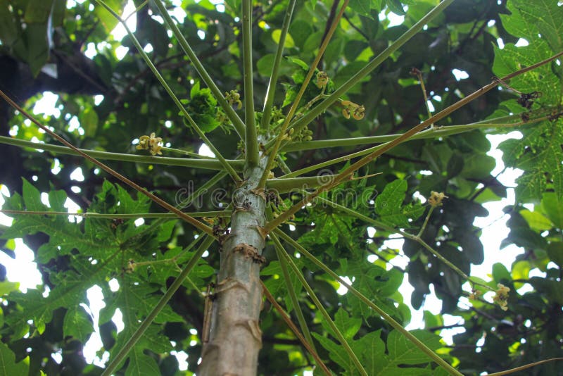 Trunk of papaya tree stock image. Image of fruit, leaf - 242876715