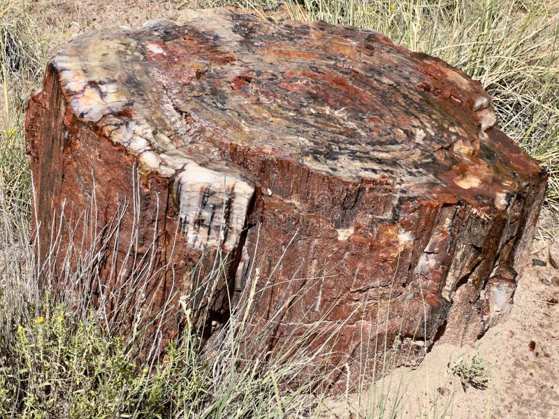 Trunk of Petrified Tree in the Petrified Forest National Park in ...