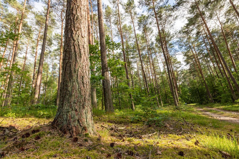 The Trunk of a Pine in a High Forest. Coniferous Tree in Central Europe ...