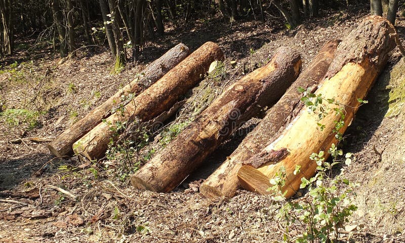 Trunk of pine stock image. Image of pine, stem, rind - 40270901