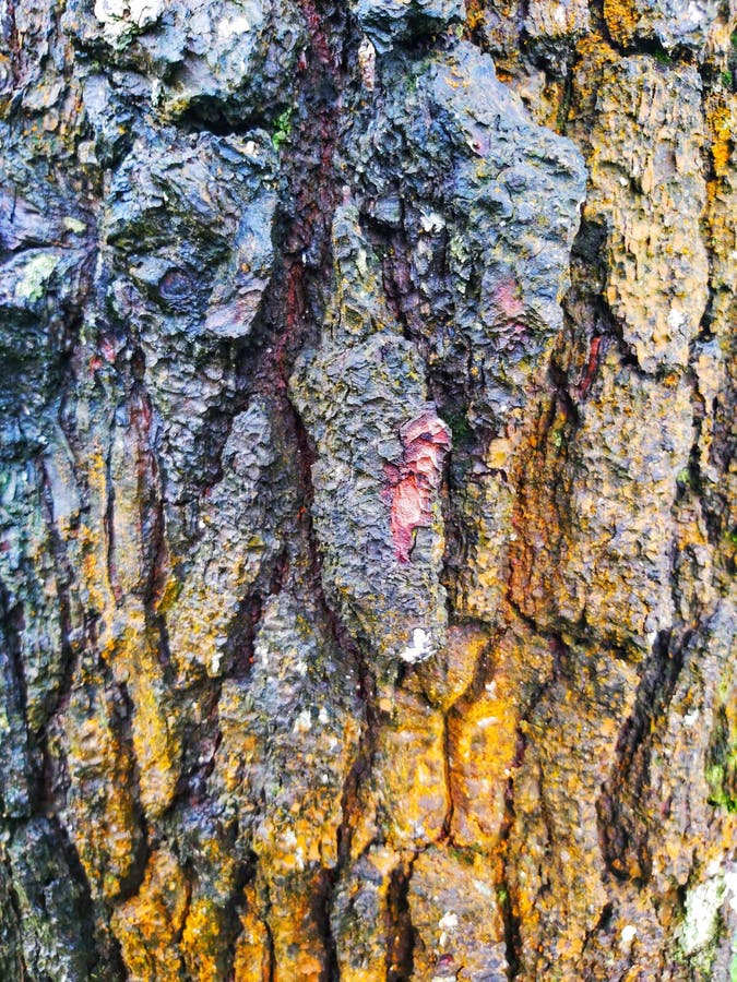 Full Frame Shoot, Examples of Pine Tree Trunks To Study Stock Image ...