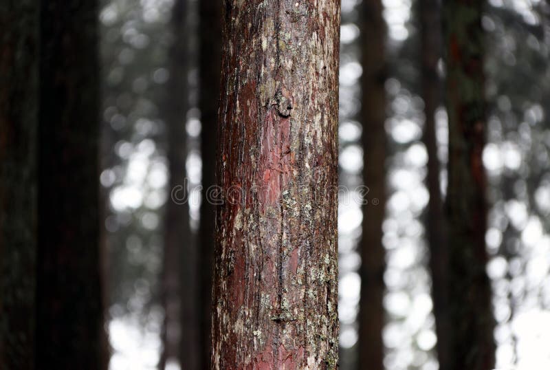 The Trunk of Pine after Rain in the Pine Forest. an Evergreen ...