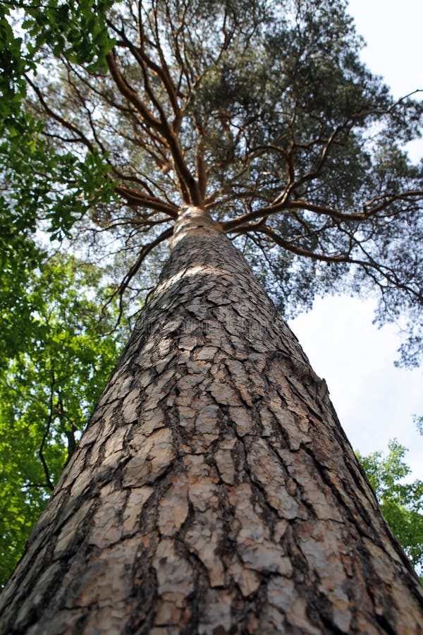 Trunk of pine tree stock image. Image of summer, park - 26402715