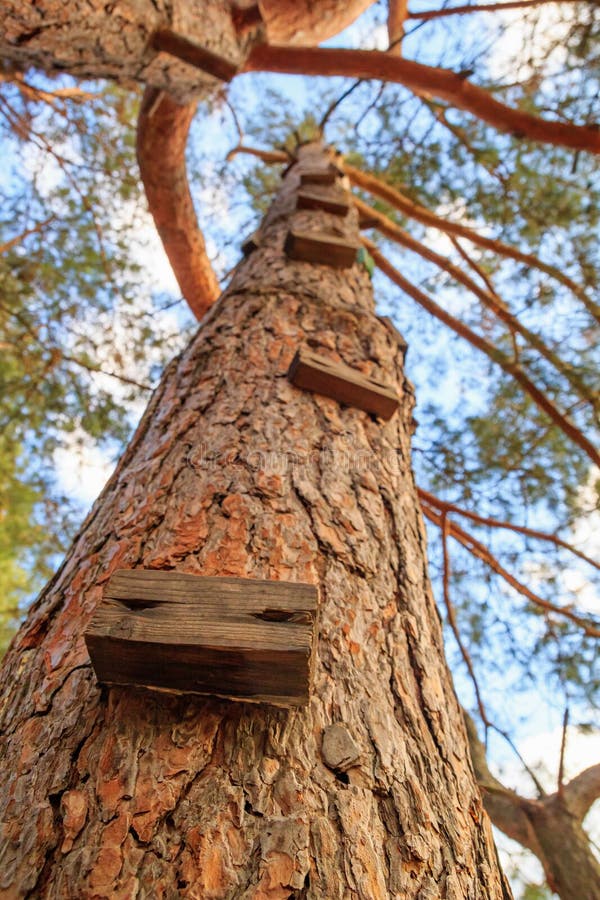 Trunk of Pine Tree Adapted for a Climbing Wall. Bottom View of Steps ...
