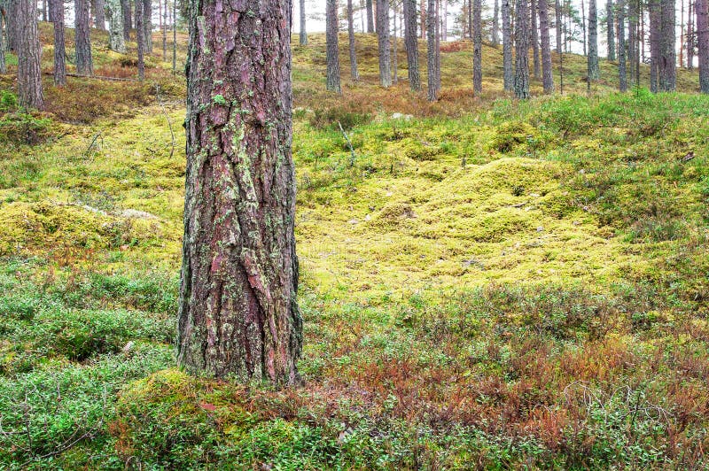 Pine forest stock photo. Image of forest, bark, colors - 30296922