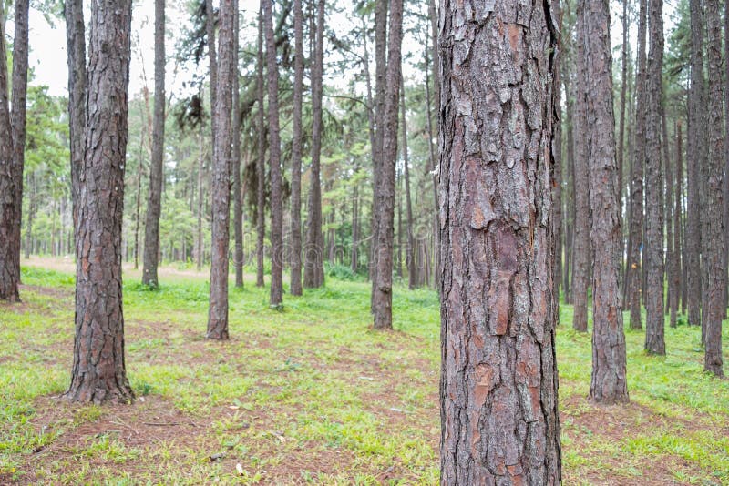 Benguet Pine Photos - Free & Royalty-Free Stock Photos from Dreamstime