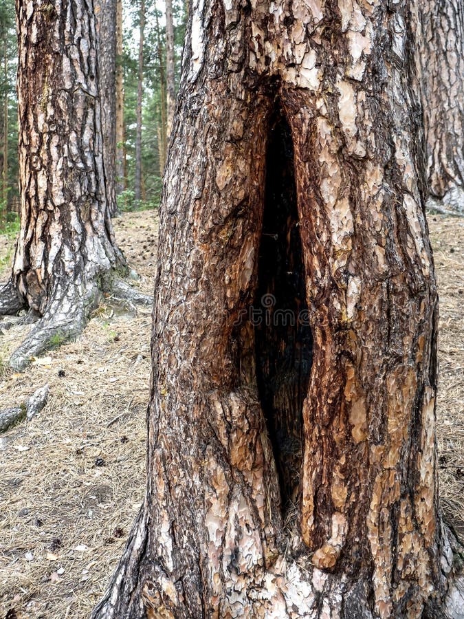 Trunk of a Pine Tree with a Large Hollow Stock Photo - Image of ...