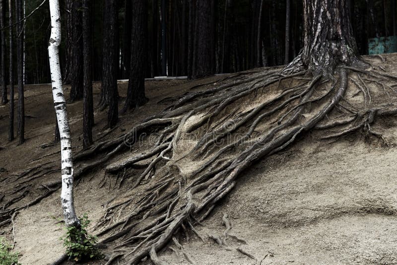Trunk of a Pine Tree with Roots Coming Out of the Ground Stock Photo ...