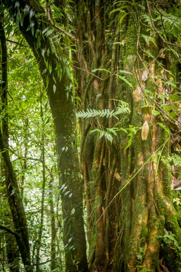 Tree trunk, Sikkim,India stock image. Image of fresh - 161079415