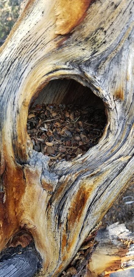 Trunk of a Pinyon Pine Tree with a Circular Cavity Where Seed Shells ...