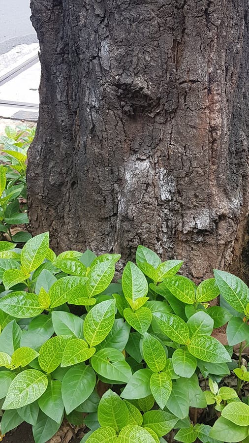 The Trunk Plant Trees in Small Garden Forests Area Stock Image - Image ...