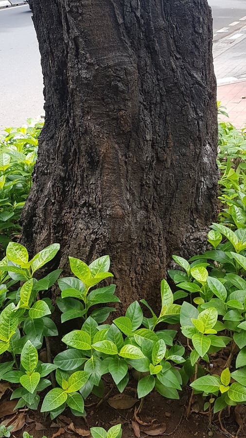 The Trunk Plant Trees in Small Garden Forests Area Stock Image - Image ...