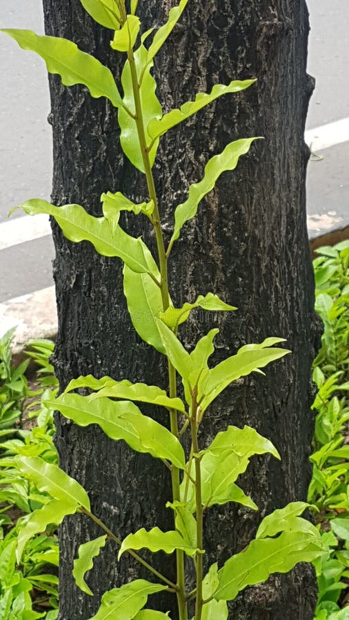 The Trunk Plant Trees in Small Garden Forests Park Area Stock Image ...