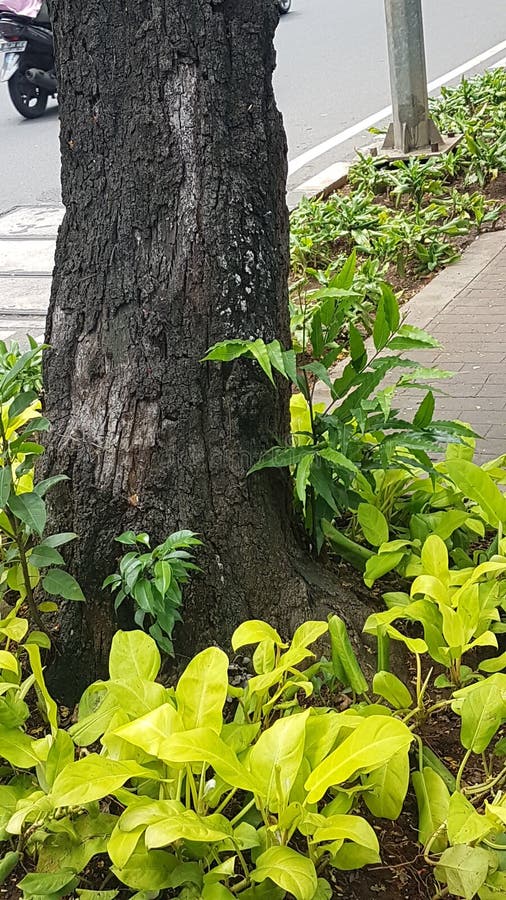 The Trunk Plant Trees in Small Garden Forests Park Area Stock Image ...