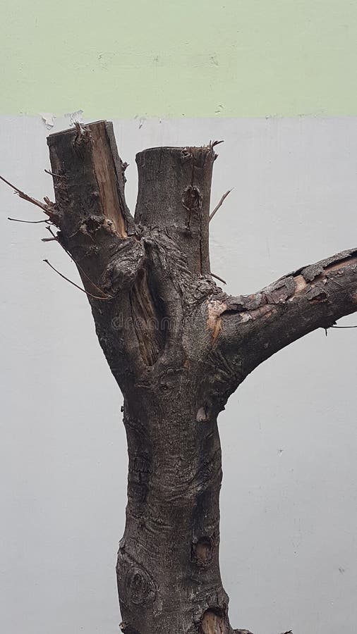 The Trunk Plant Trees in Small Garden Forests Park Area Stock Image ...