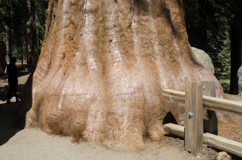 Trunk of a redwood stock photo. Image of redwood, united - 26859776