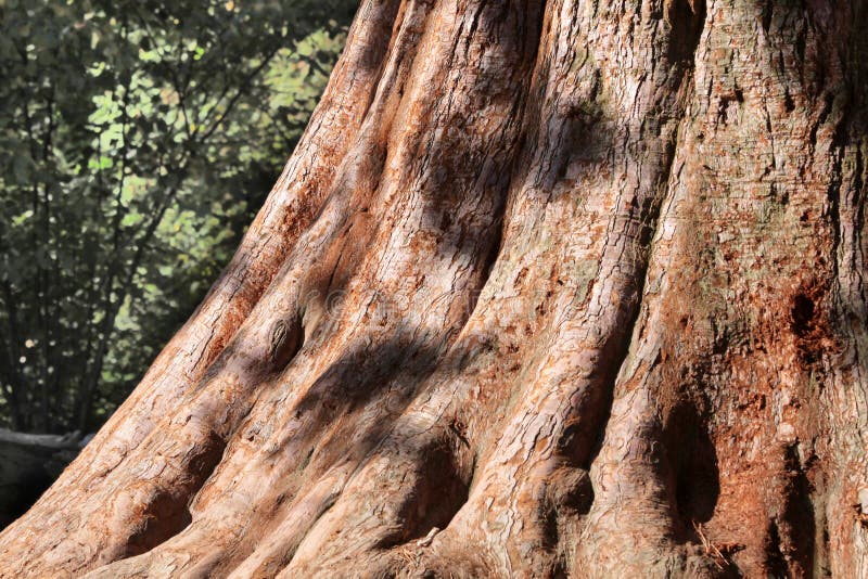 Trunk of redwood tree stock photo. Image of tree, sequoia - 28239446