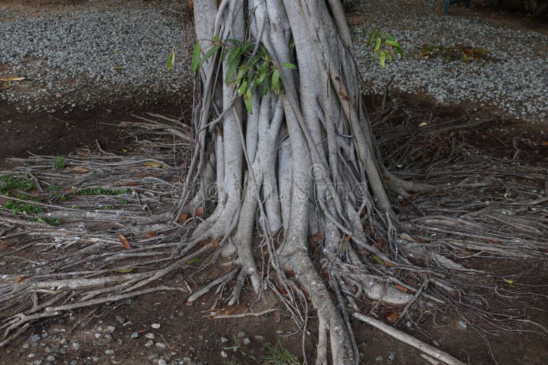 Trunk and Root of Banyan Tree on Ground. Stock Photo - Image of close ...