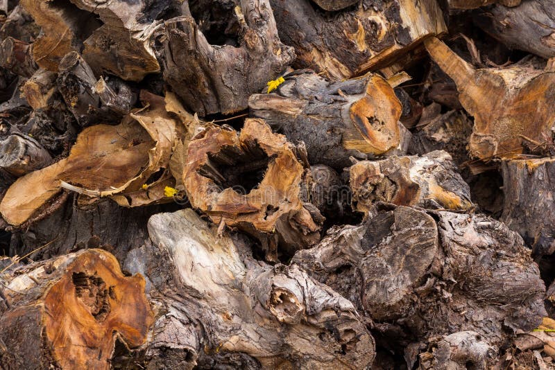 The Trunk of the Root of the Eucalyptus Tree. Stock Image - Image of ...