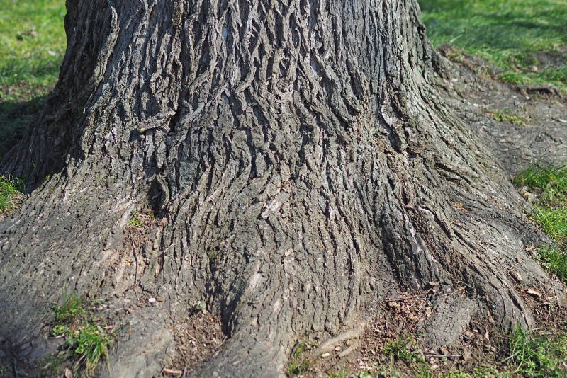 The Trunk and Root of an Old Tree. Stock Image - Image of root, close ...