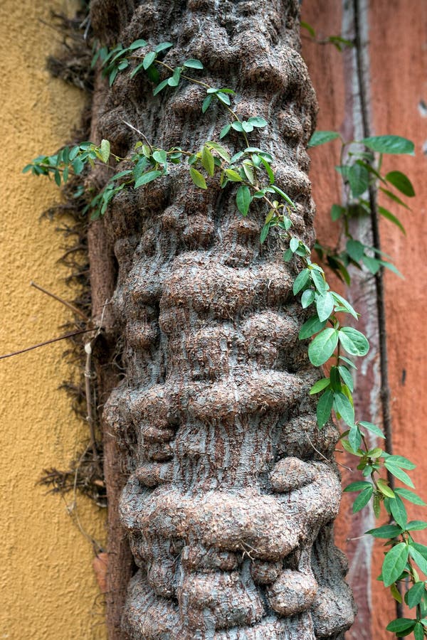 Trunk Root System Growing on the Wall Stock Photo - Image of hedera ...