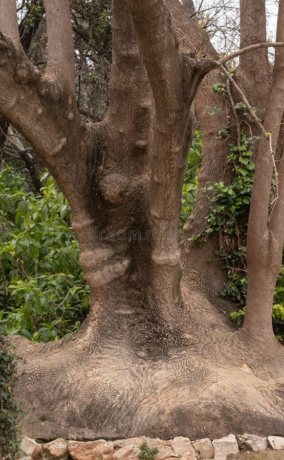 Trunk and Roots of a Huge Tree with Bark Texture Stock Image - Image of ...