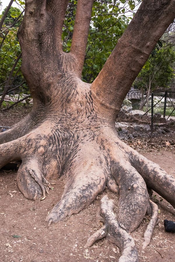 Trunk and Roots of a Huge Tree with Bark Texture Stock Image - Image of ...