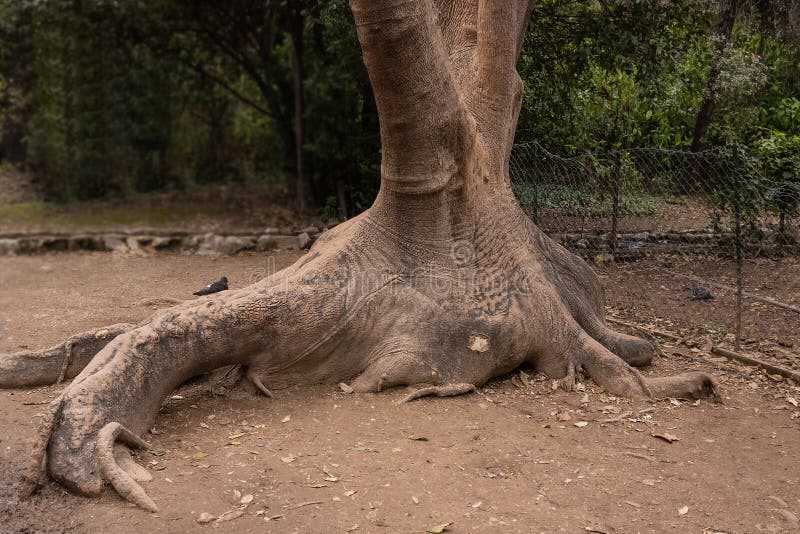 Trunk and Roots of a Huge Tree with Bark Texture Stock Photo - Image of ...