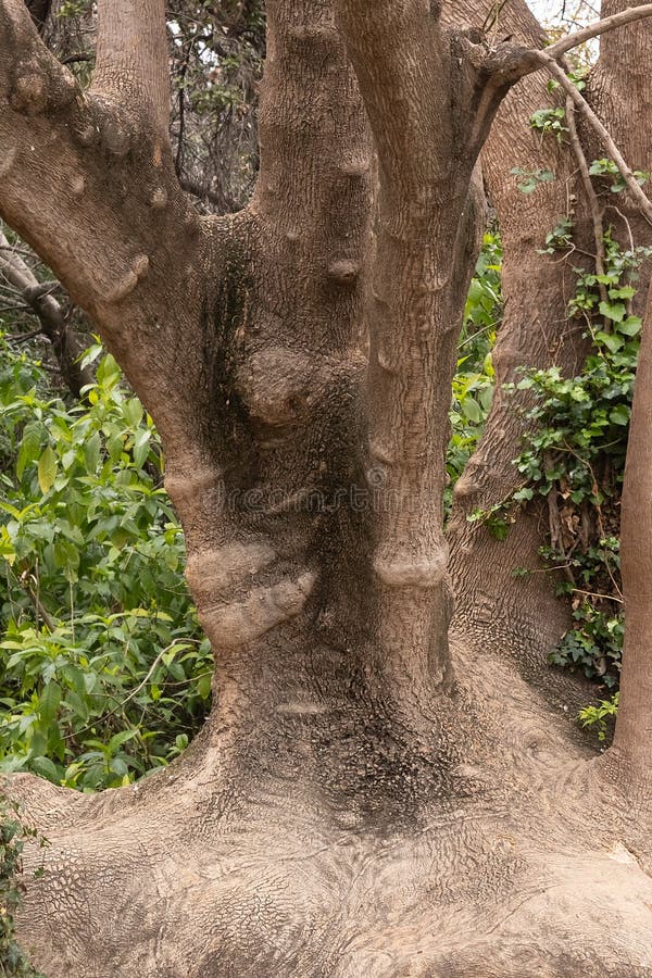 Trunk and Roots of a Huge Tree with Bark Texture Stock Image - Image of ...