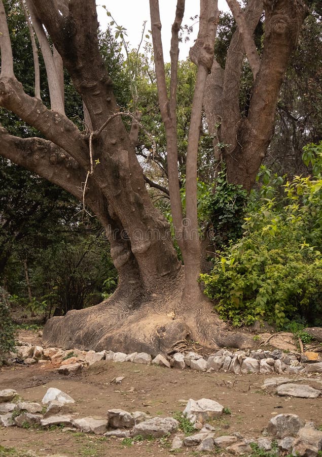 Trunk and Roots of a Huge Tree with Bark Texture Stock Image - Image of ...
