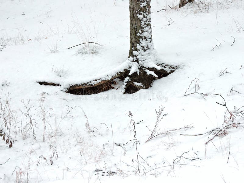 Trunk and Roots of Pine Tree in Snow in Winter Stock Photo - Image of ...