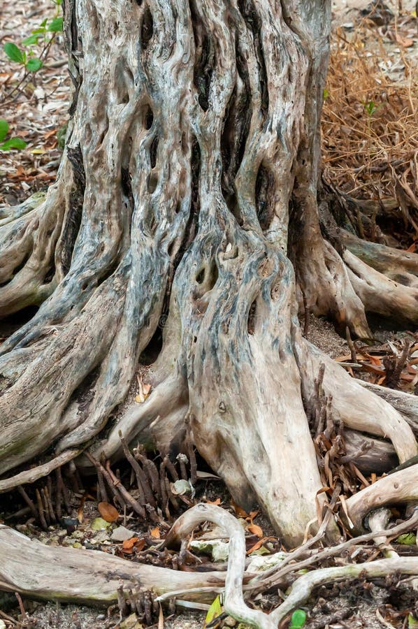 The Trunk and Roots of a Tree Growing in a Swamp in Florida, USA Stock ...