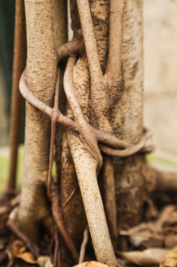 Trunk and roots of tree stock image. Image of green - 370590781