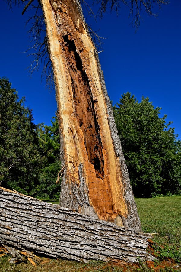 Rotten Tree Splits in Half. Stock Image - Image of nature, trunk: 121905841