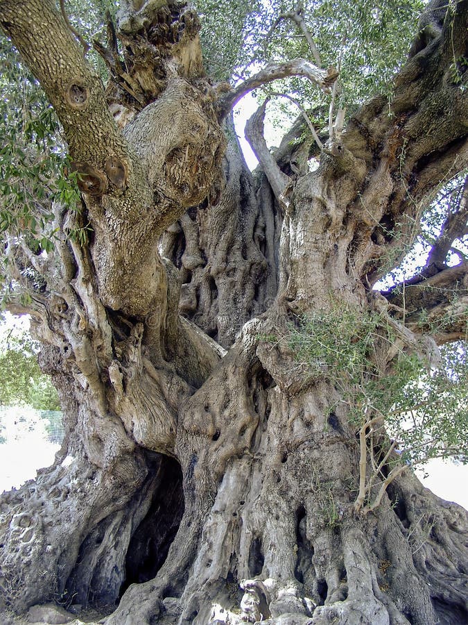 Gnarled Trunk of an Old Olive Tree Stock Photo - Image of natural ...
