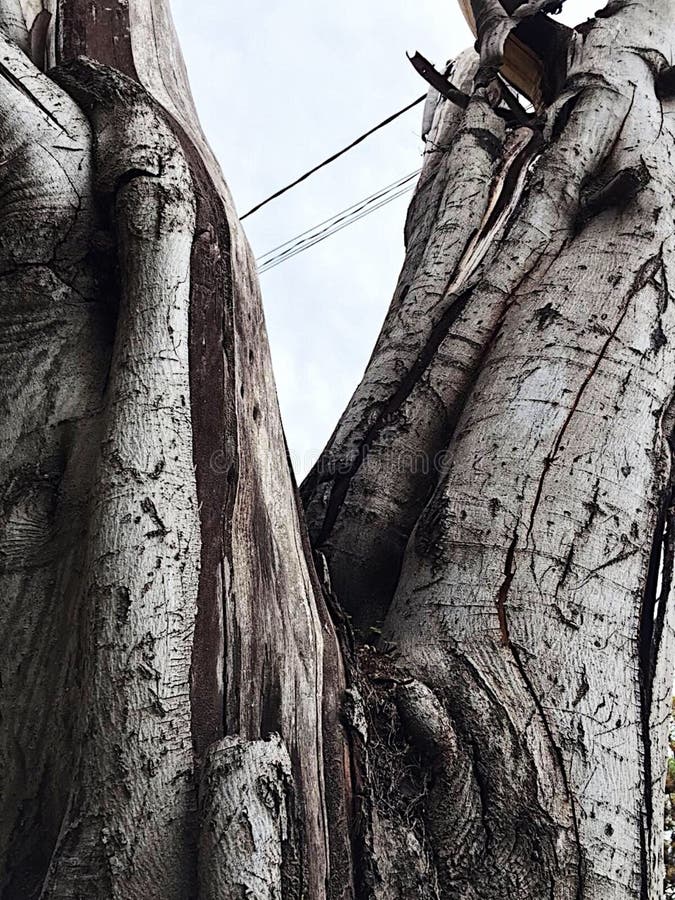 Trunk with scars stock image. Image of town, wood, scars - 128467557