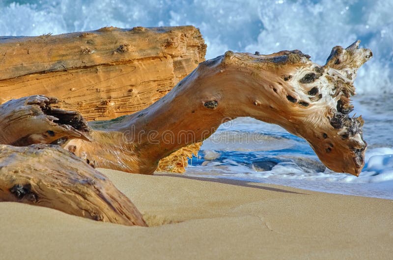 Trunk on the Sea Shore stock photo. Image of seacoast - 80812210