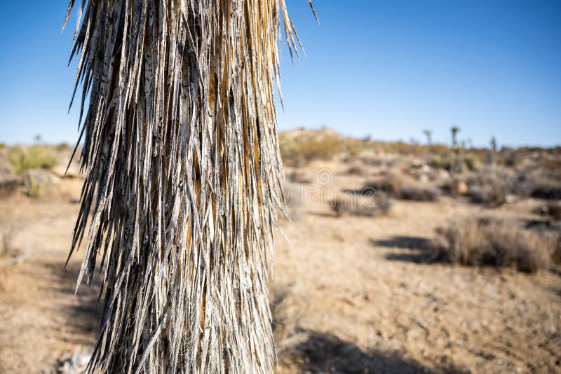 Trunk Section of Joshua Tree Stock Image - Image of natural, blue ...