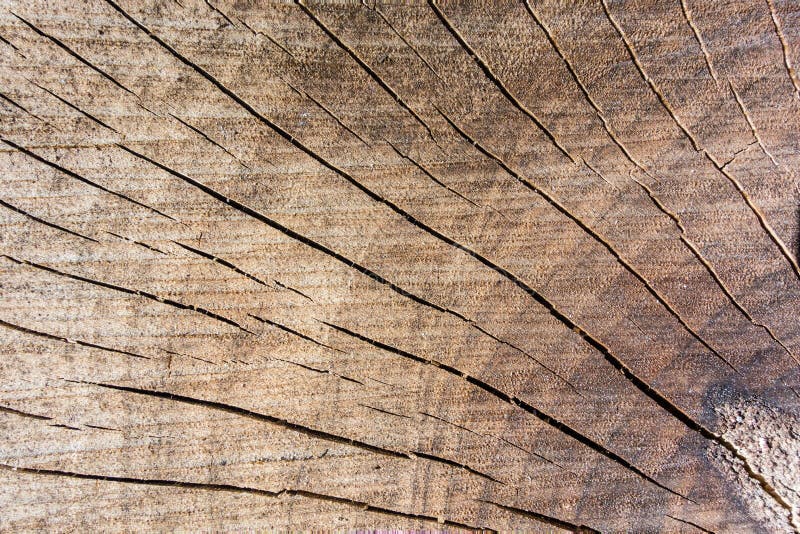 Trunk section stock photo. Image of circle, industry - 39452714