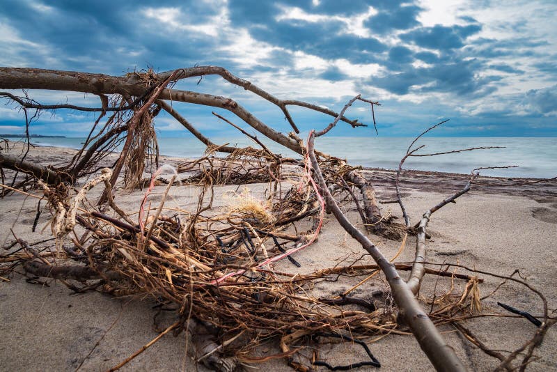 Trunk on Shore of the Baltic Sea Stock Image - Image of water ...