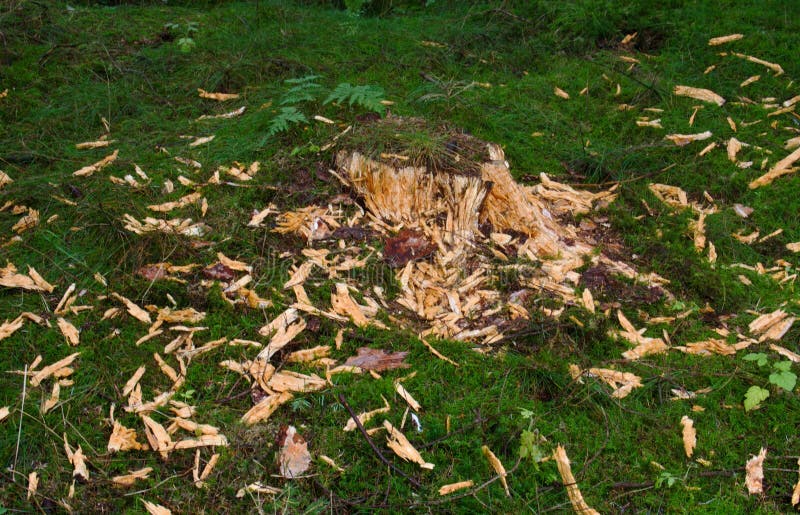 Trunk Shredded by Woodpecker Stock Photo - Image of disintegrating ...