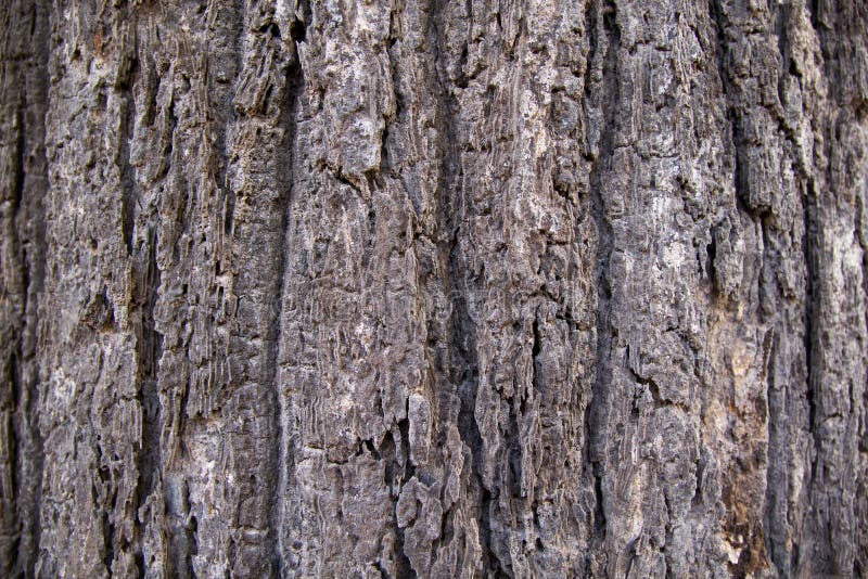 Trunk skin pattern. stock photo. Image of grain, background - 136755402