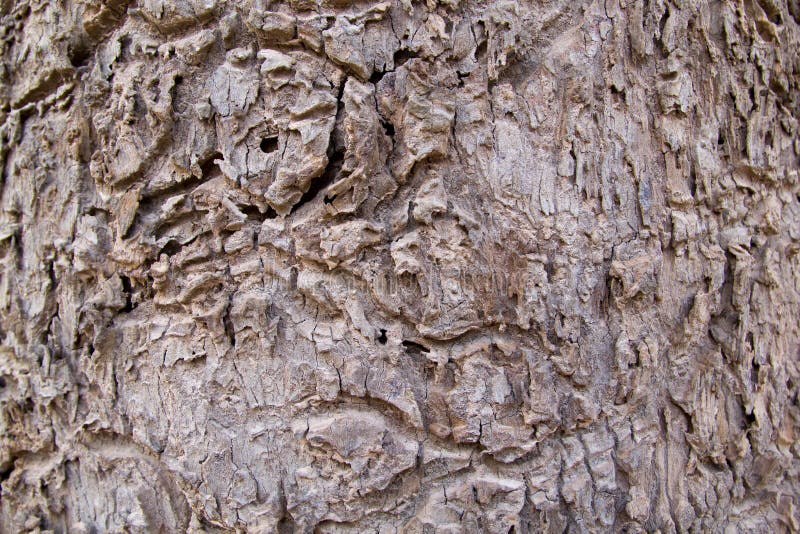Trunk skin pattern. stock image. Image of rotten, barn - 136755479