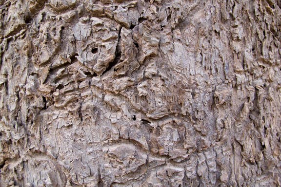 Trunk skin pattern. stock image. Image of rotten, barn - 136755479