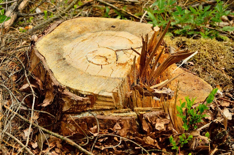 Trunk or Snag Left after Cutting Down a Tree in the Forest. Stock Image ...