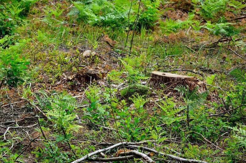 Trunk or Snag Left after Cutting Down a Tree in the Forest. Stock Image ...