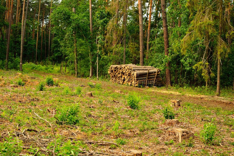 165 Cutting Down Small Tree Photos - Free & Royalty-Free Stock Photos ...