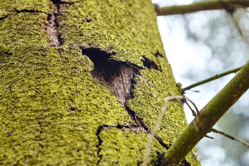 Dry Trunk of Spruce with Exfoliating Bark, Diseased Fir Tree Damaged by ...